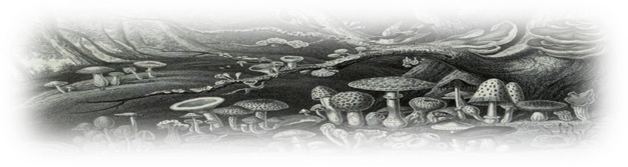 The True Meaning of Life and all that Rot (Literally; or is it ...